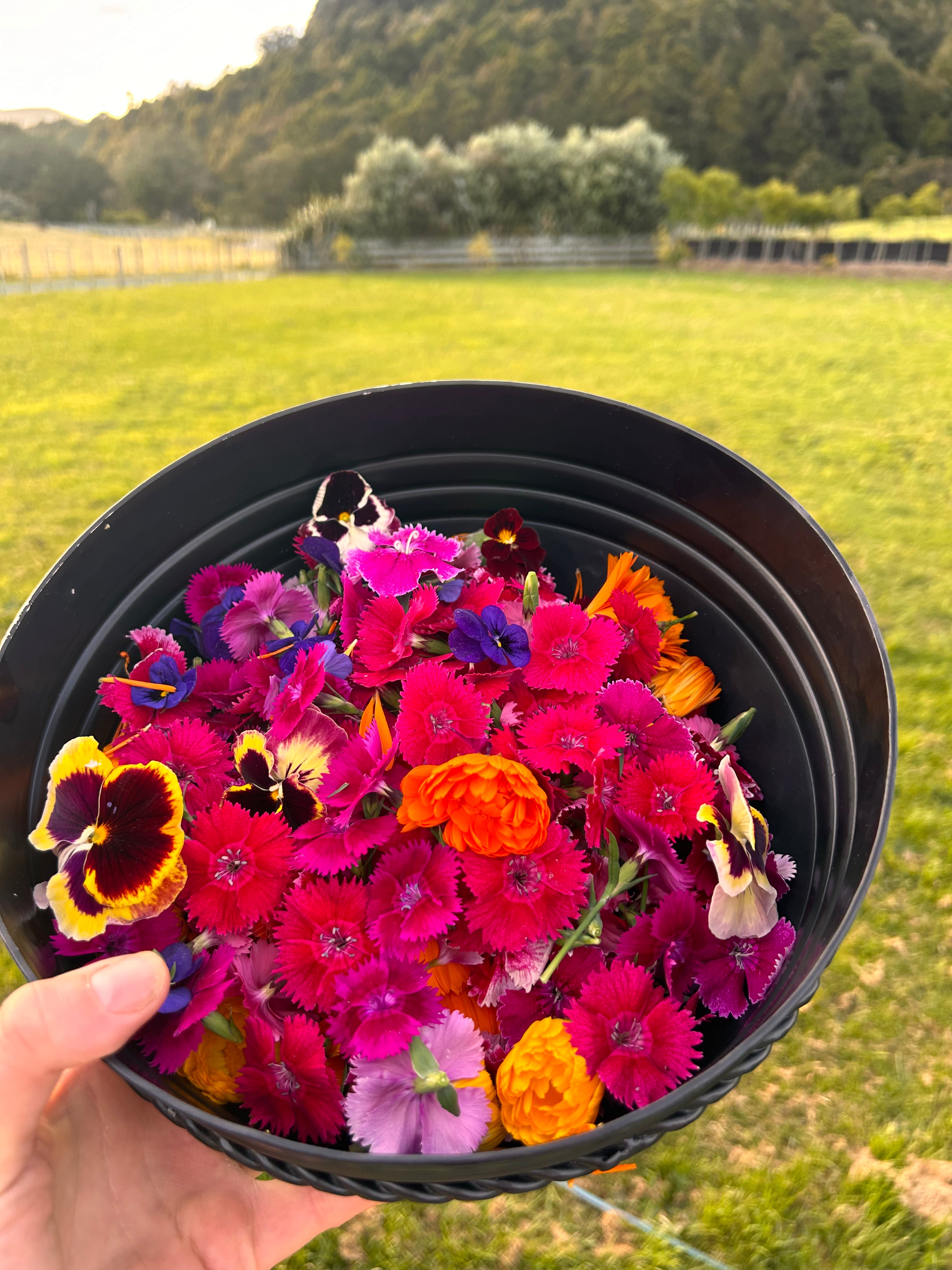 Edible Flower Punnet – JEMMA'S